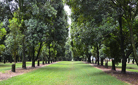 Shop Macadamia Milk Australia - Dairy Free Alternative | Patons